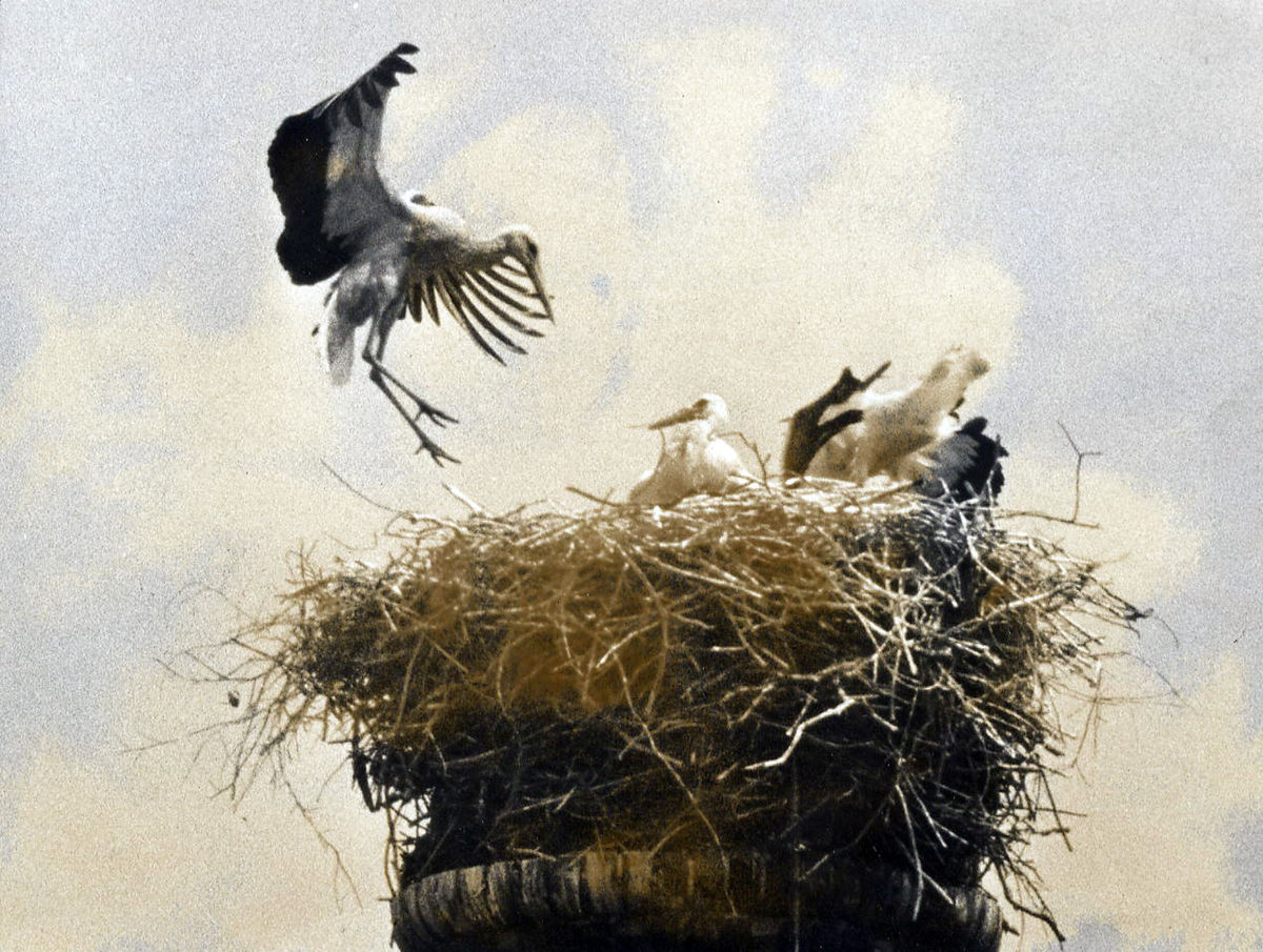 Storch – FürthWiki